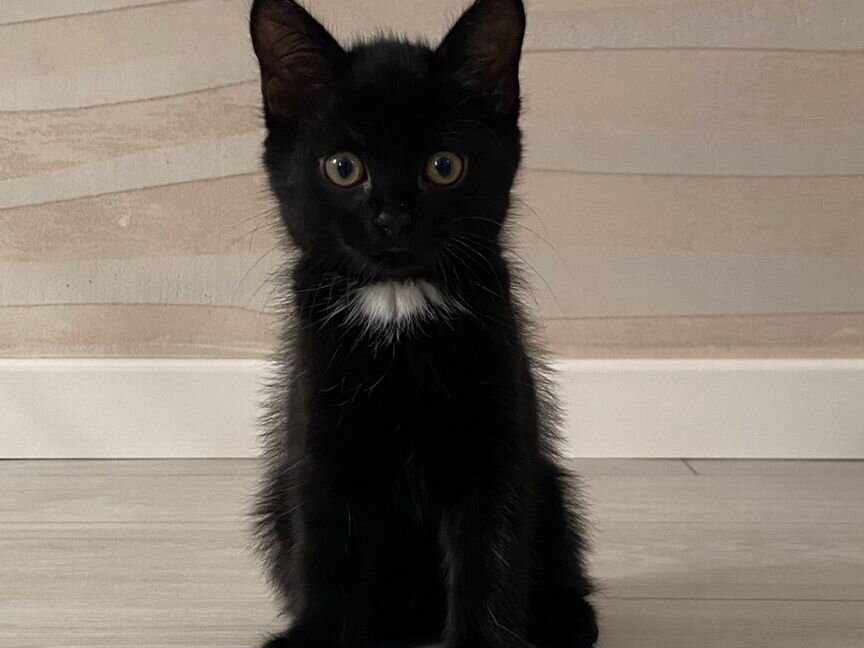 Кошка котенок черная