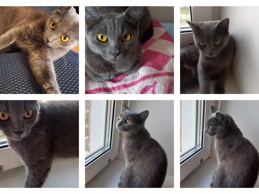 Кошечка в семью