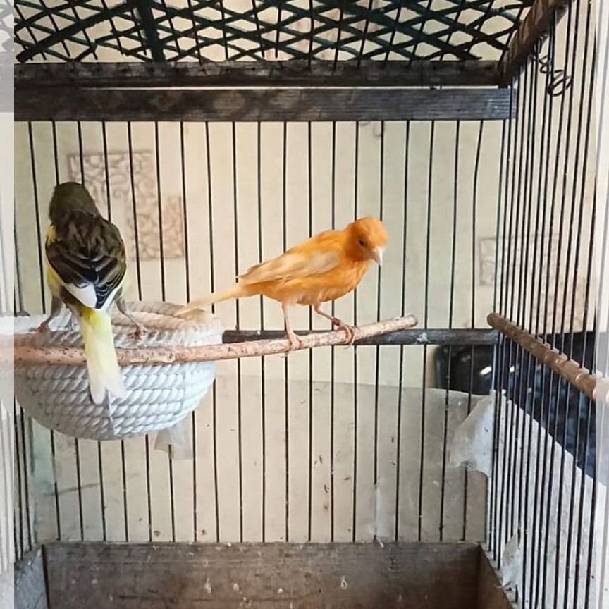 Канарейка и щегол