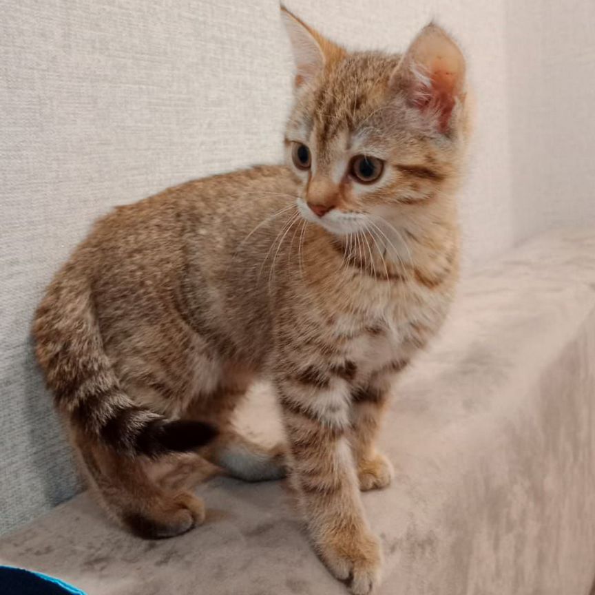Потерялась кошечка