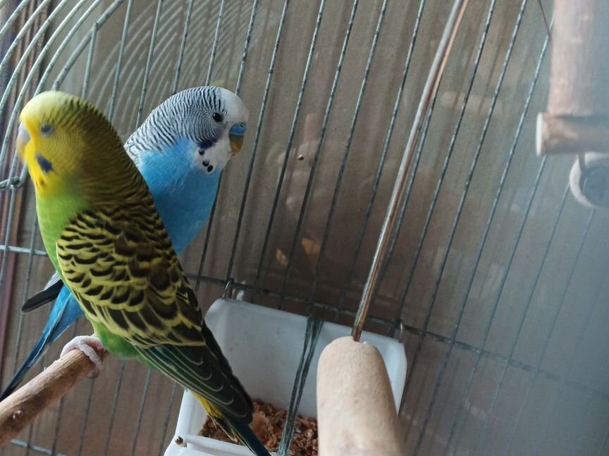 Волнистый попугай