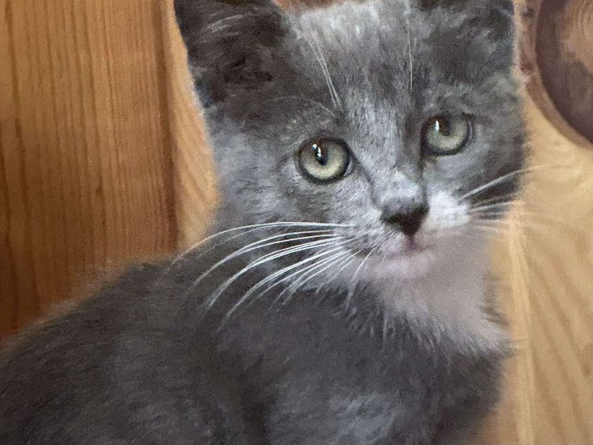 Котята в добрые руки бесплатно