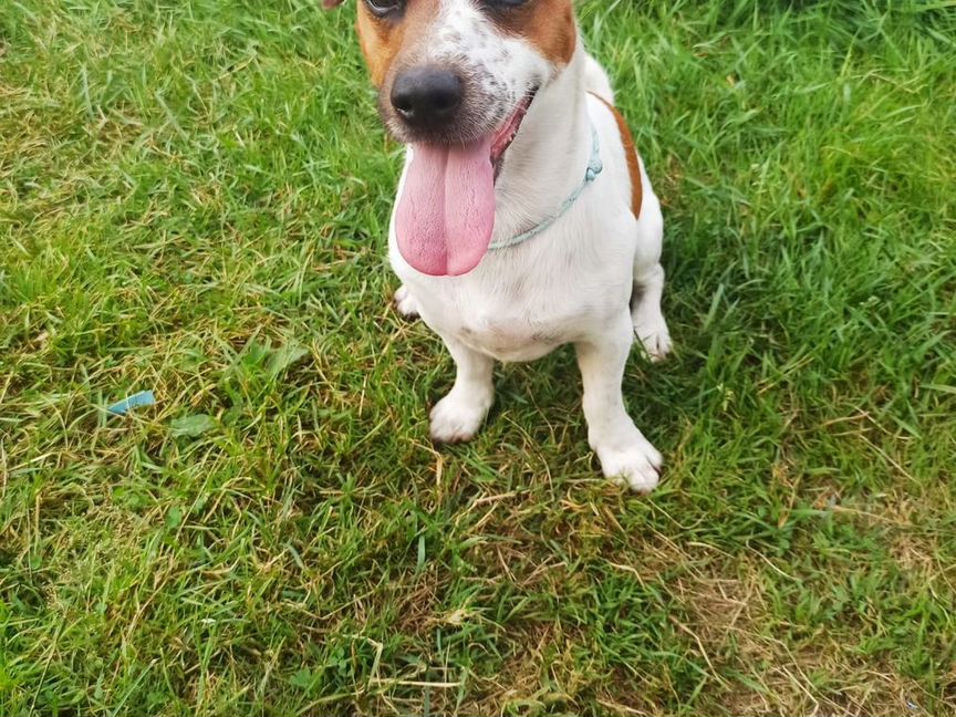 Отдам в хорошие руки Джек Рассела 5 лет мальчик