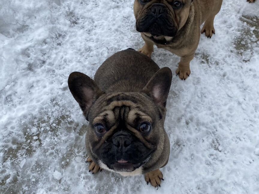 Французский бульдог