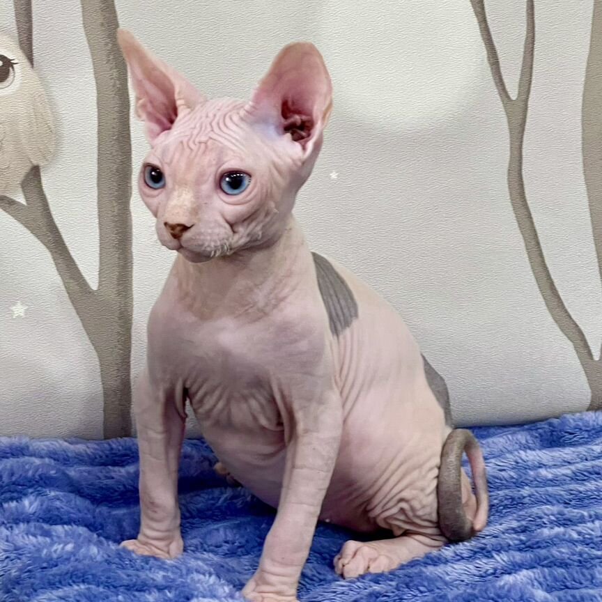 Чистокровные канадские сфинксы