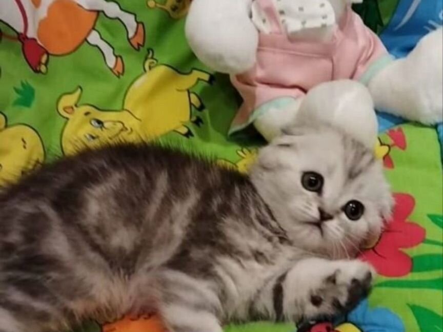 Шотландские котята Scottish Fold / Straight