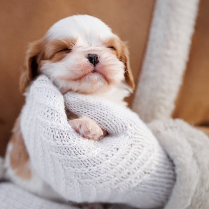 Кавалер кинг-чарльз-спаниель, щенок