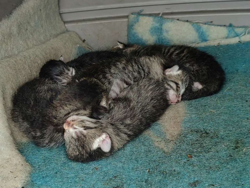 Передержка кошки с новорожденными котятами