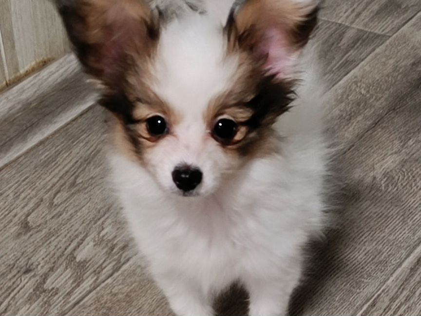 Мия милашка, девочка сказка