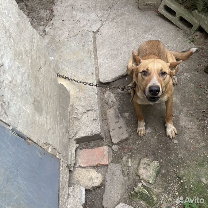 Домовенок кузька