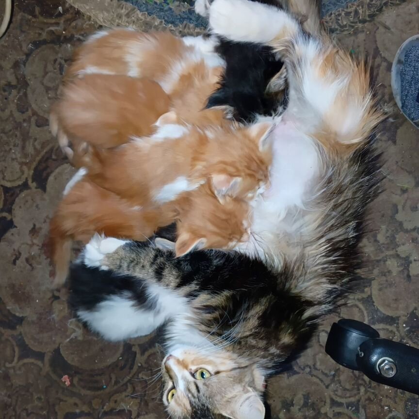 Куняшки-Очаровашки