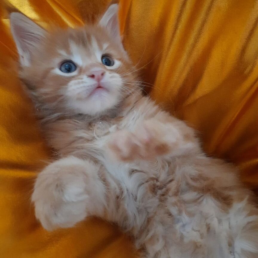 Мейн кун, рыжий