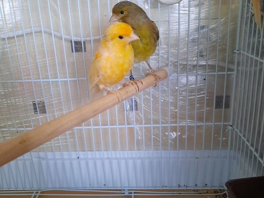 Кенарь и канарейка