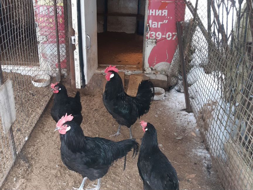 Молодые петухи