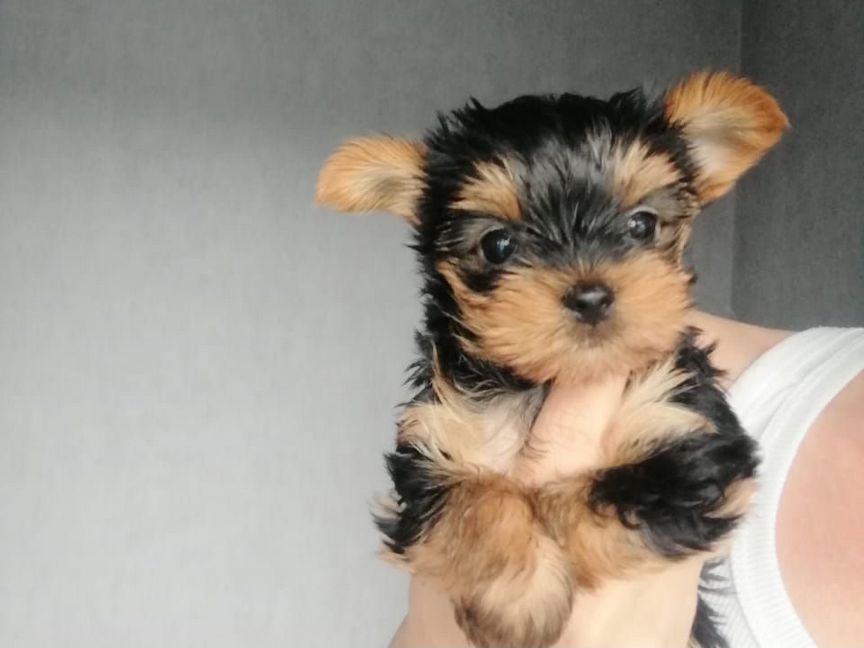 Йоркширский терьер