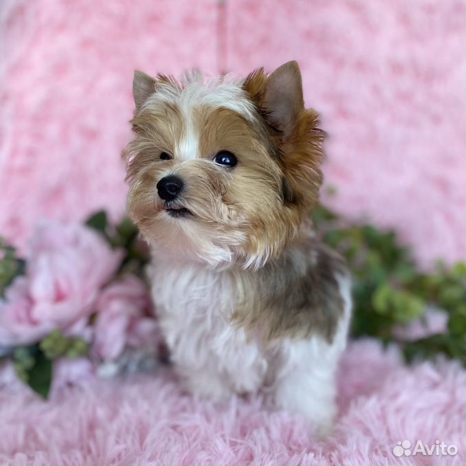 Мини мальчик блюберри