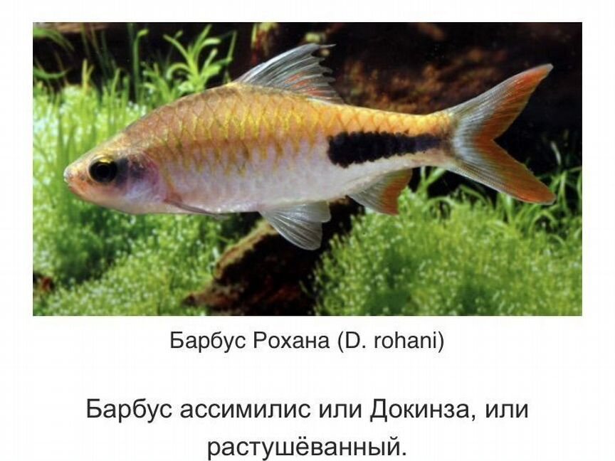 Аквариумные рыбки