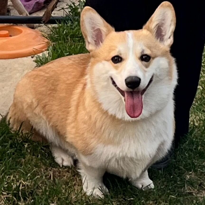 Вельш-корги пемброк девочка продаю