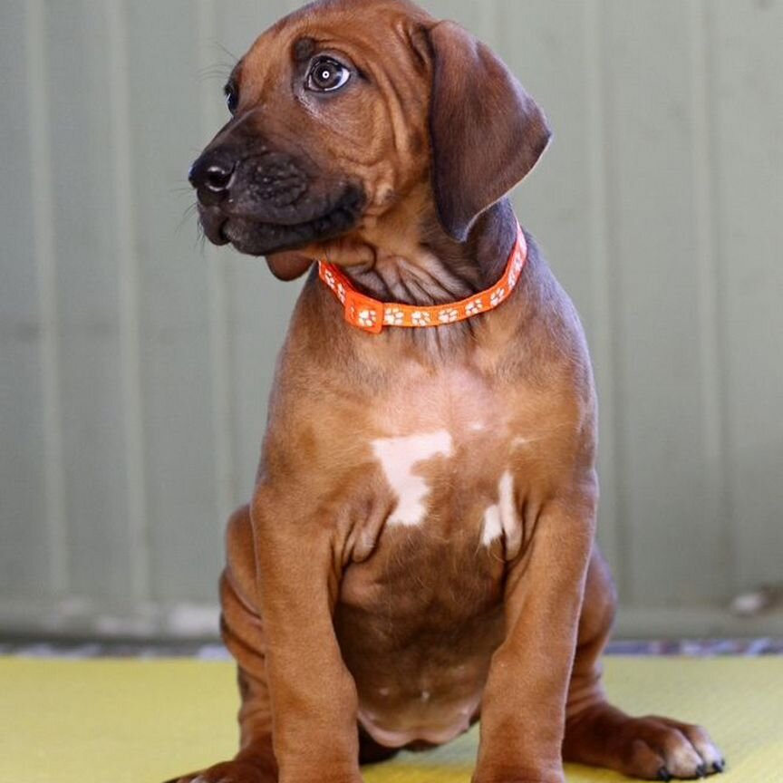 Родезийский риджбек Асади Фуади Гульшат