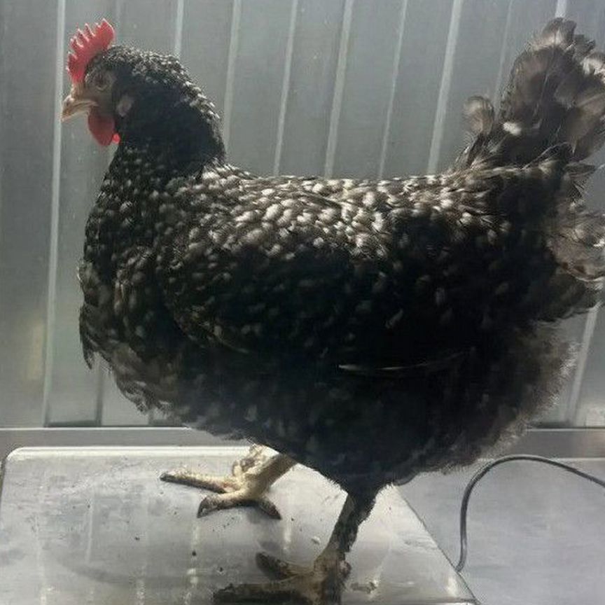 Куры доминант мясо-яичная порода