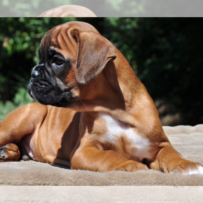 Щенки боксера