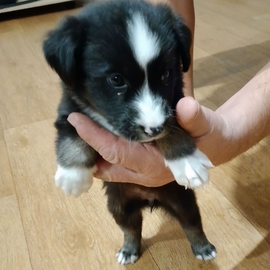 Лабрадор-ретривер, щенок