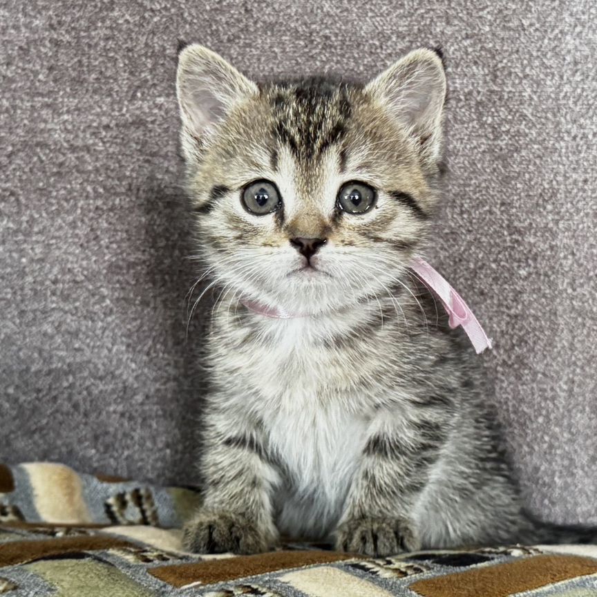 Котёнок от частного владельца