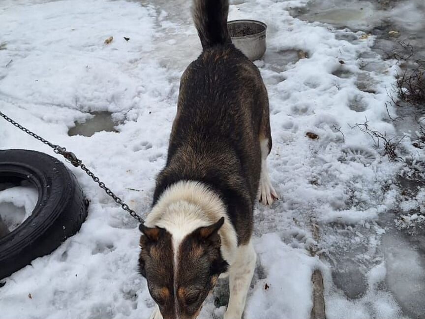 Собака в добрые руки