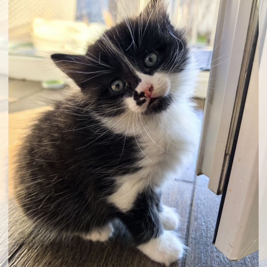 Котёнок от частного владельца