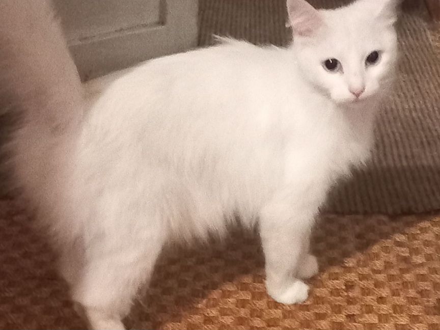 Кошка ищет дом
