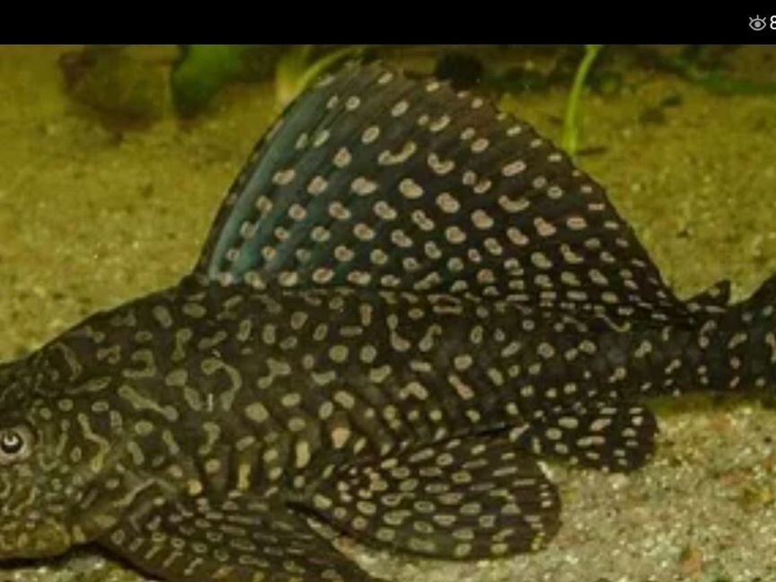 Аквариумные рыбки