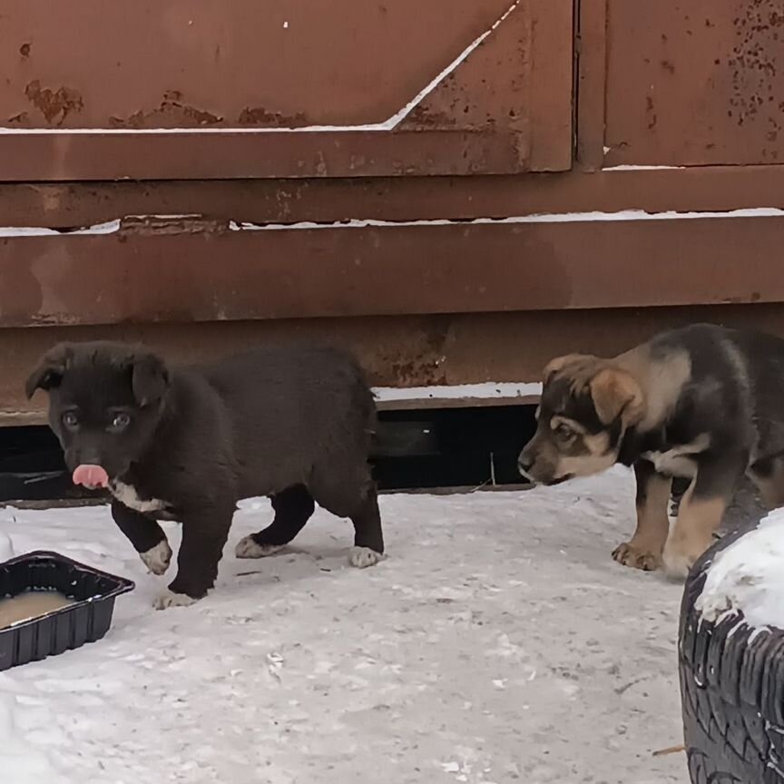 Щенки, отдам в добрые руки. Будут небольшие