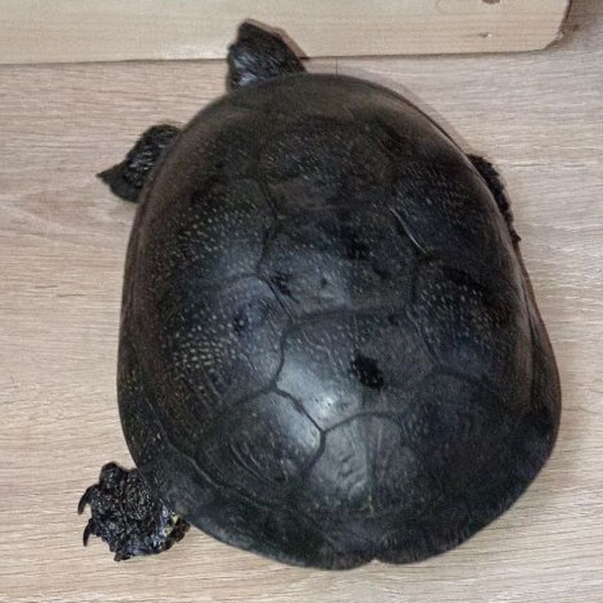 Черепаха