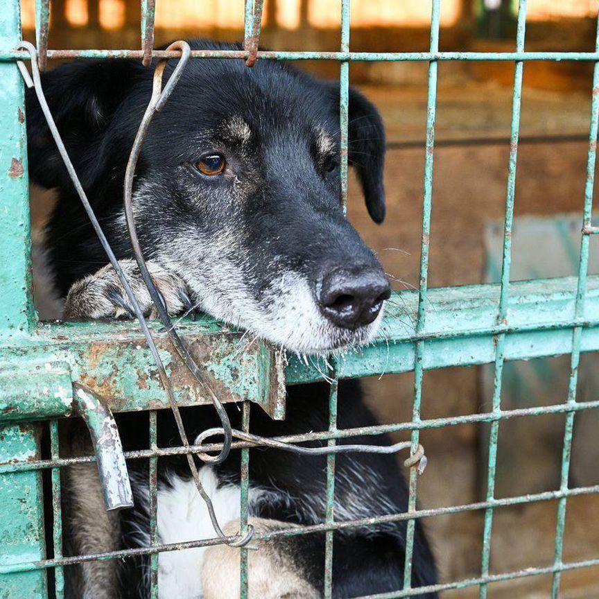 Собака старичок ищет дом 14 лет