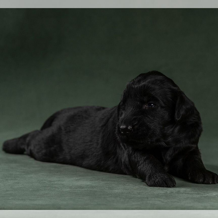 Прямошерстный ретривер, щенок