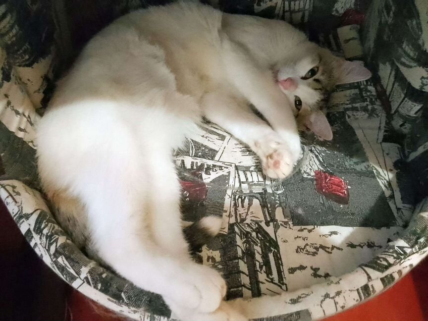 Кошечка Лола 6 месяцев стерилизованная