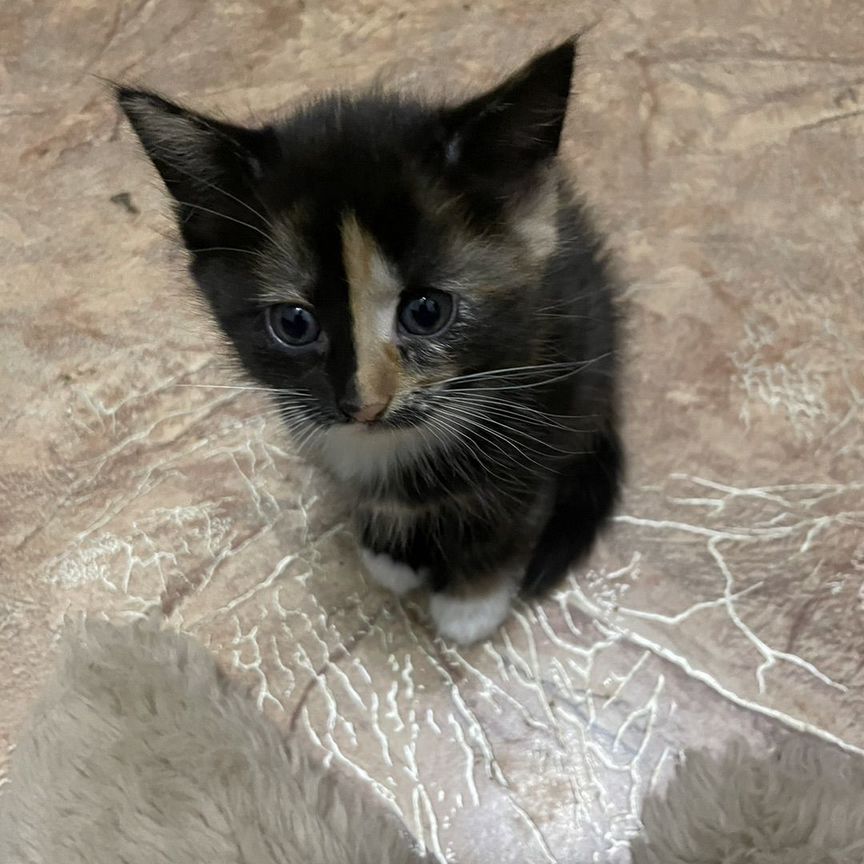 Отдам котенка в добрые руки