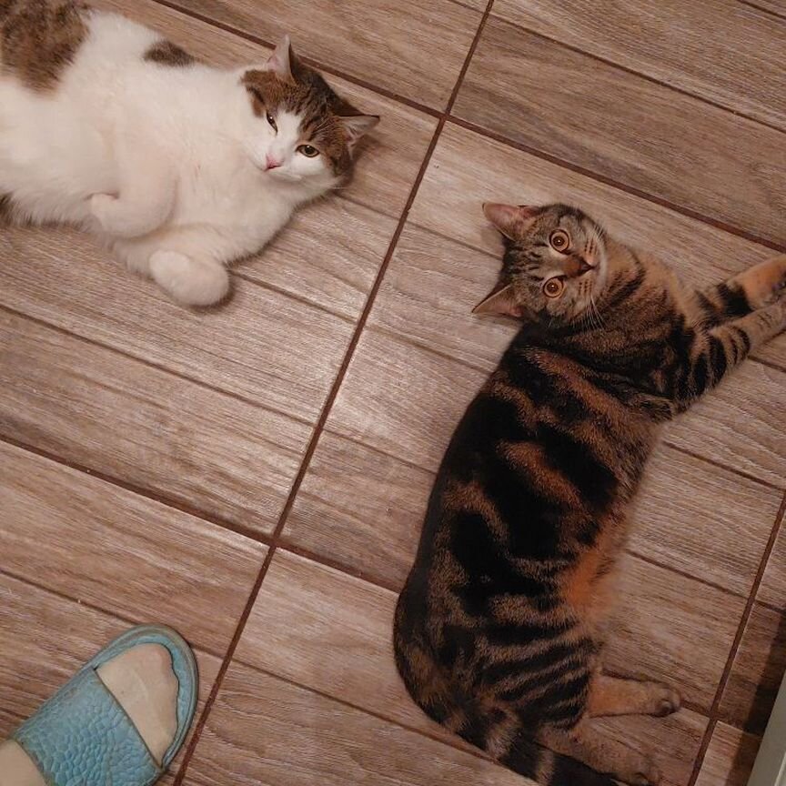 Кошки в добрые руки