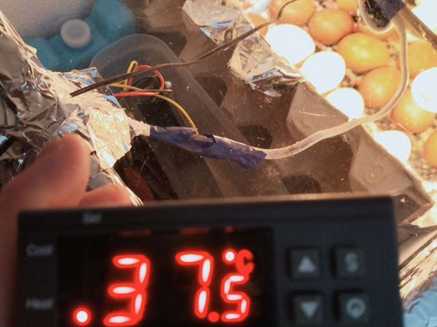 Терморегулятор для инкубатора