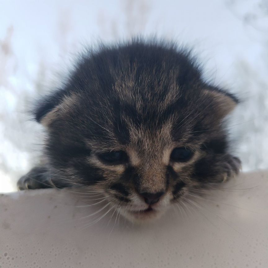 Котенок мальчик бесплатно