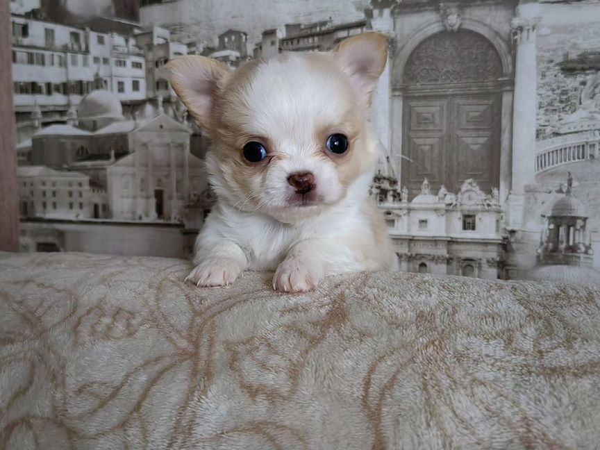 Щенки чихуахуа мини