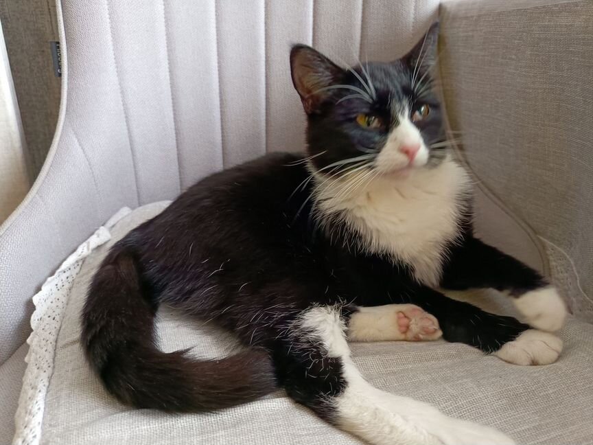 Кошка ищет дом