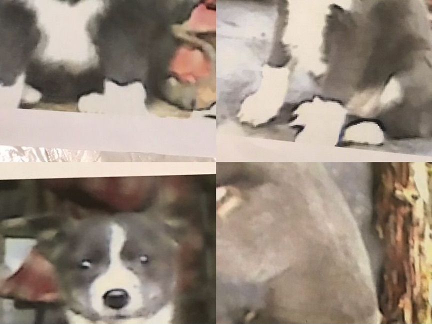 Щенок в добрые руки