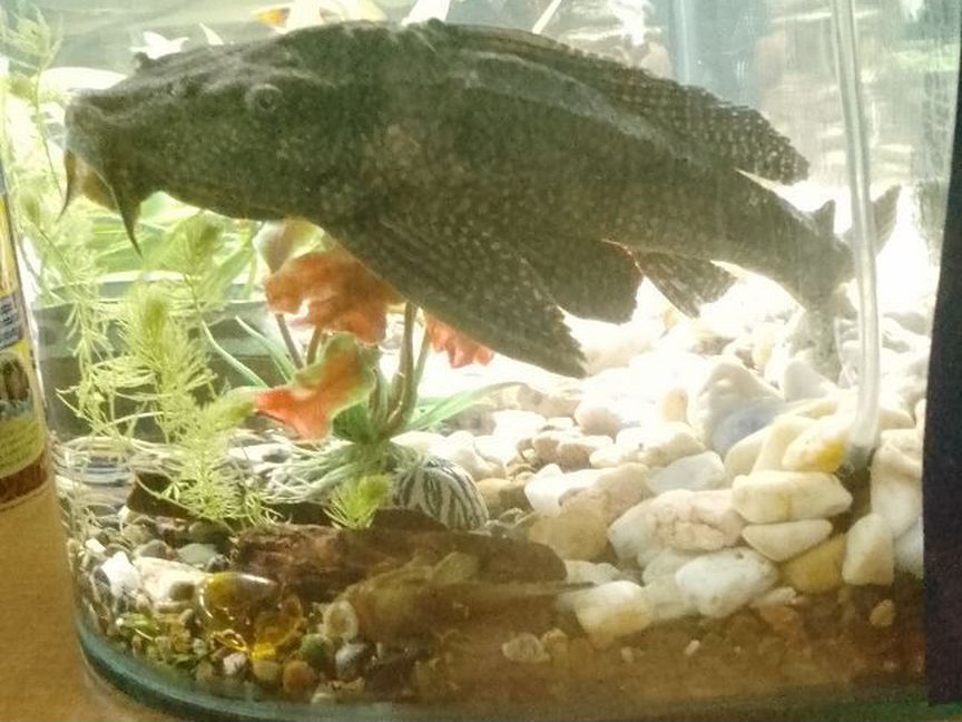 Сом анцитрус большой