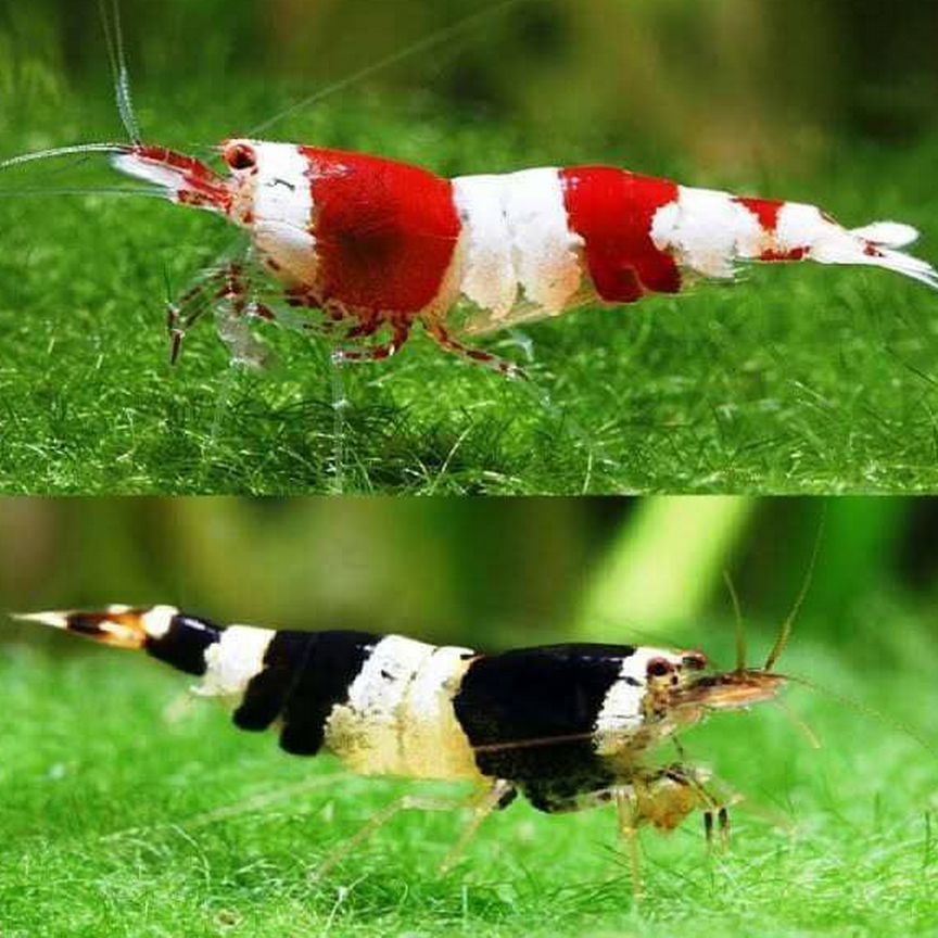 Аквариумные креветки кристаллы