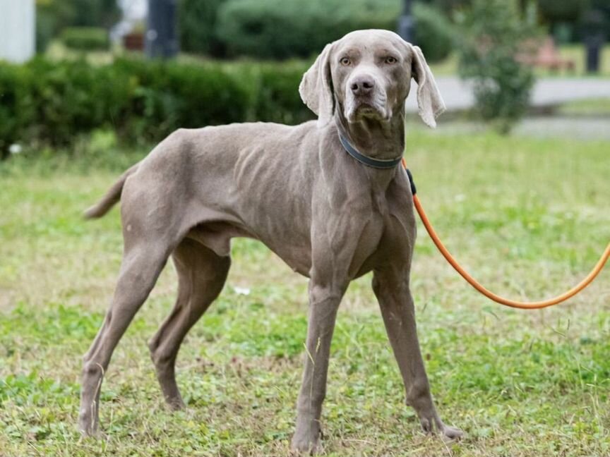 Веймаранер