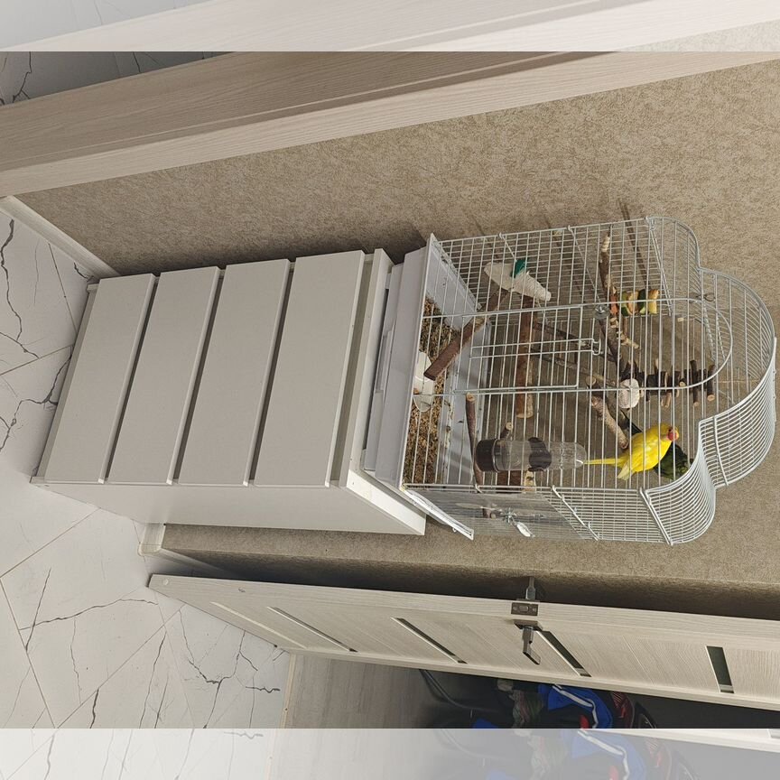 Попугаи какарики мальчик и девочка