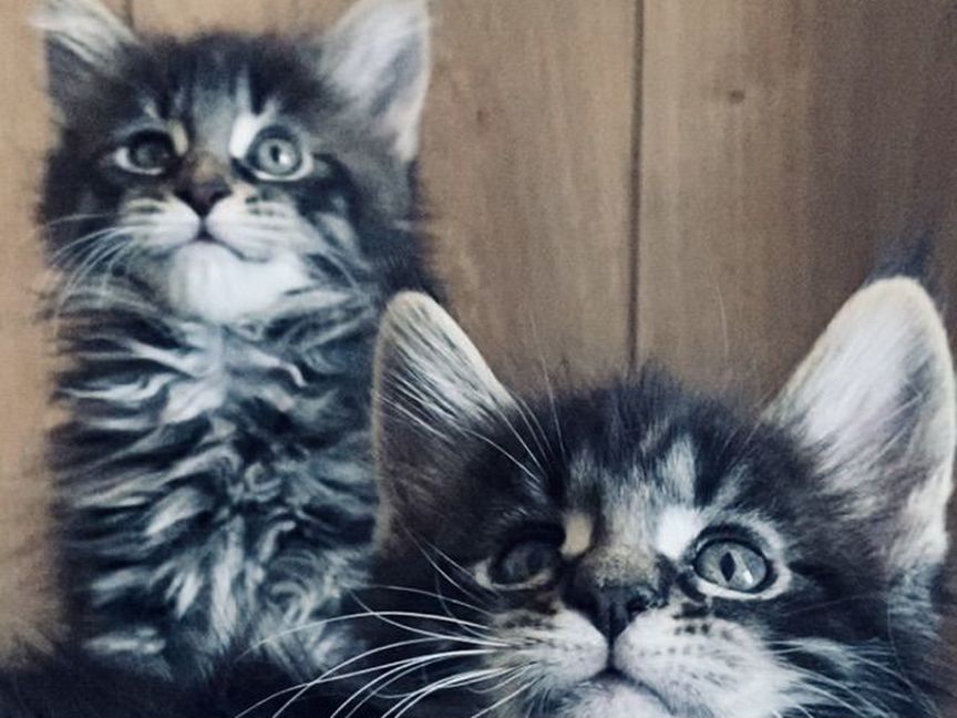 Котята мейн-кун полидакты