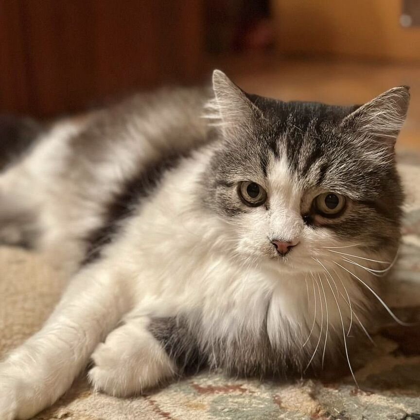 Котик потерял хозяйку