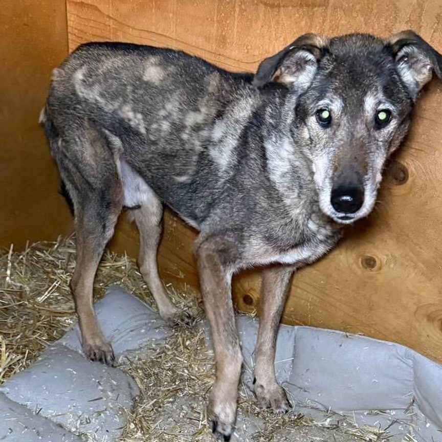 Взрослый пёс в добрые руки